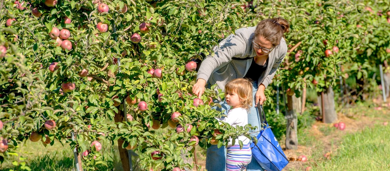 Growing Healthy Vermont Apples Keeps the Allen Family Going | Blue Cross VT
